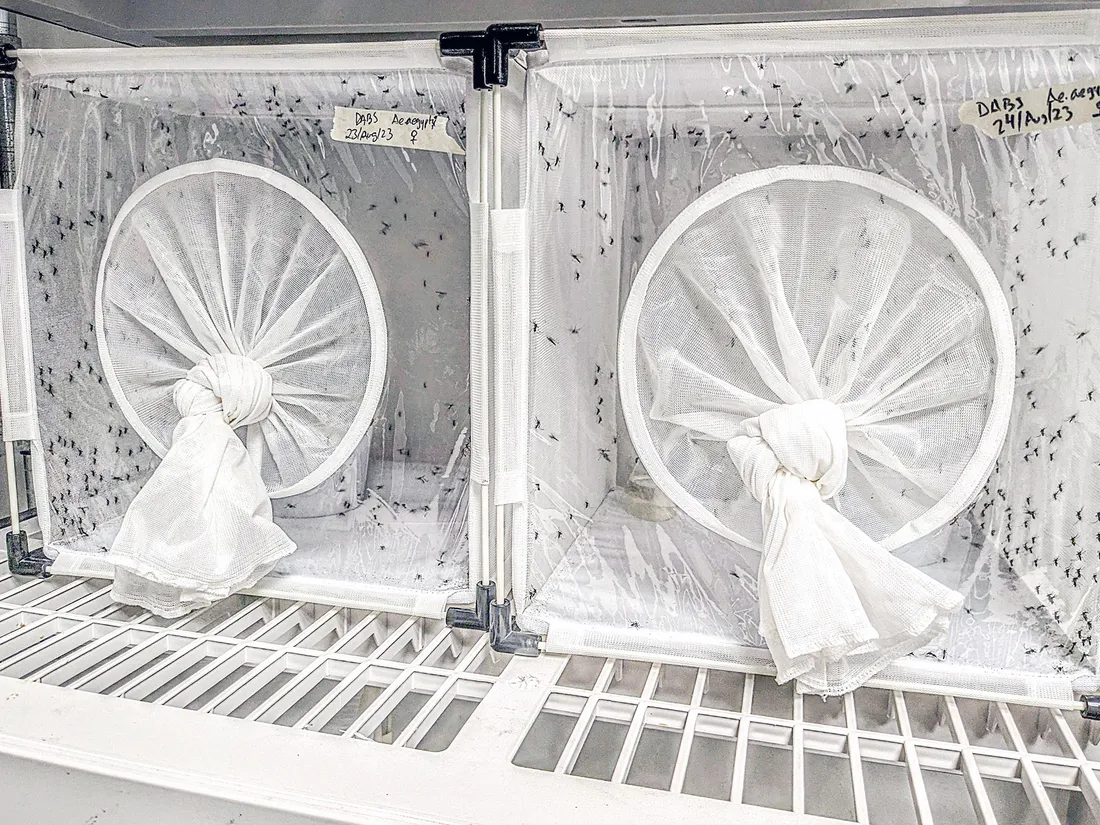 An Inside Look at a Solution Combating Mosquito-Borne Diseases ...