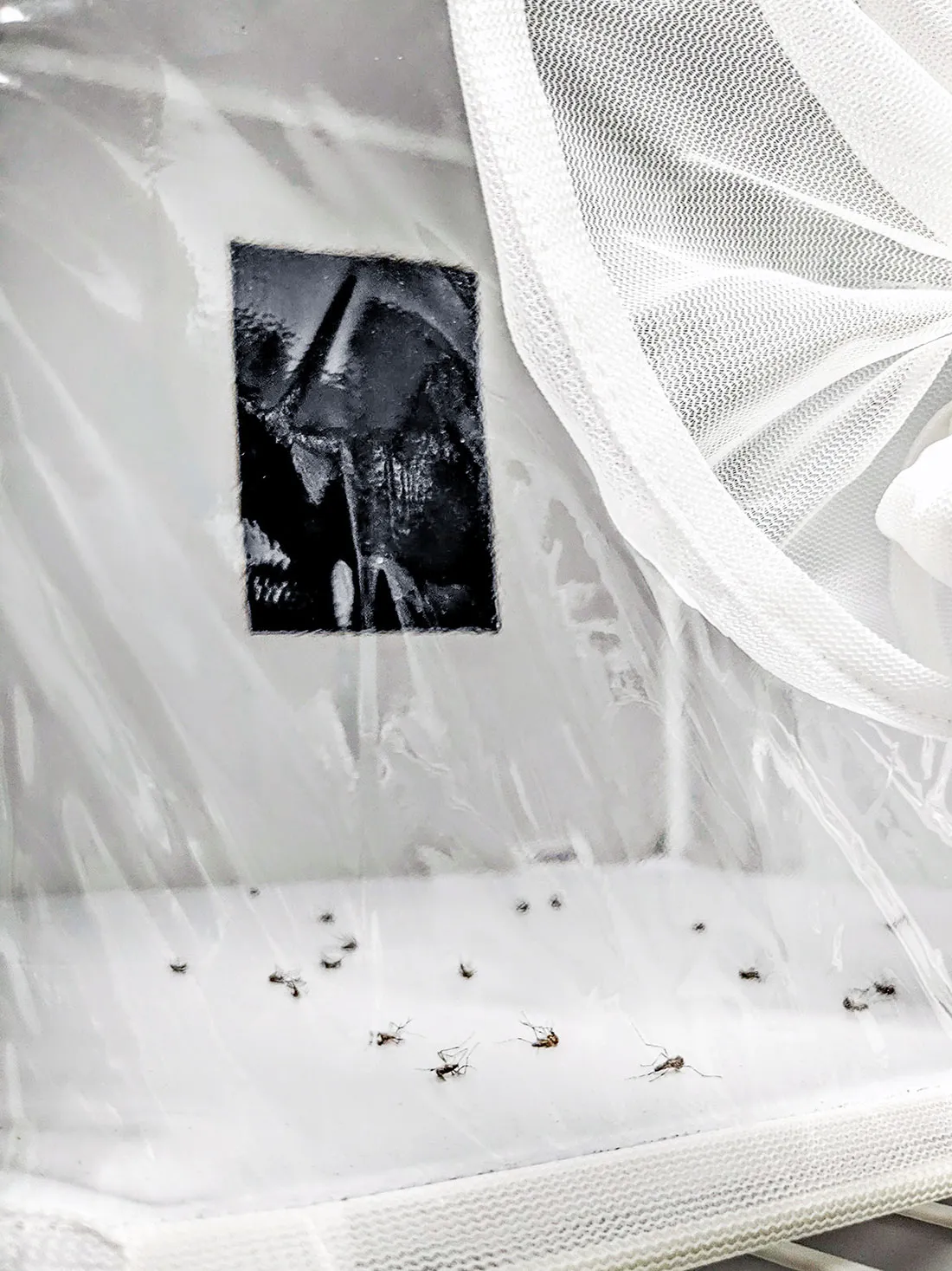An Inside Look at a Solution Combating Mosquito-Borne Diseases ...